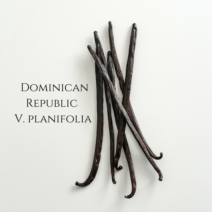 Dominican Republic V. planifolia Vanilla Beans – IndriVanilla