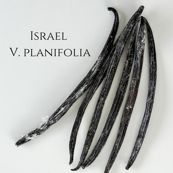 Israel cured, Uganda grown V. planifolia, from Vanilla Vida – IndriVanilla