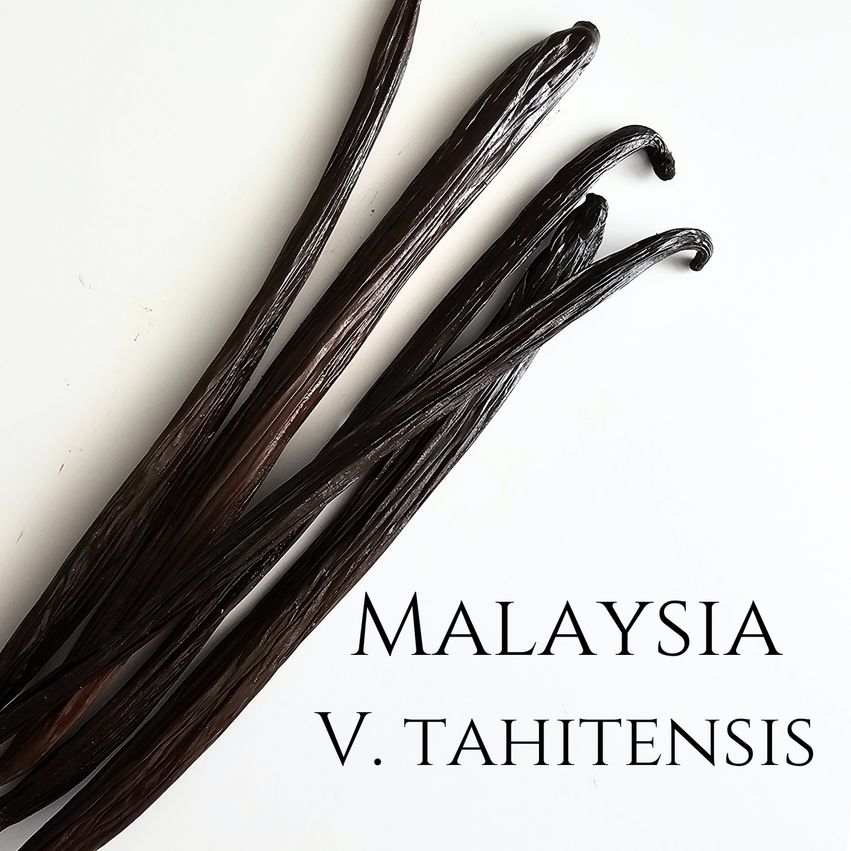 Malaysia V. tahitensis Vanilla Beans – IndriVanilla